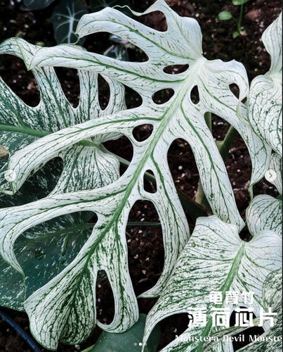 The $40,000 Monstera Devil Monster: Was the Name Changed to Boost Its ...