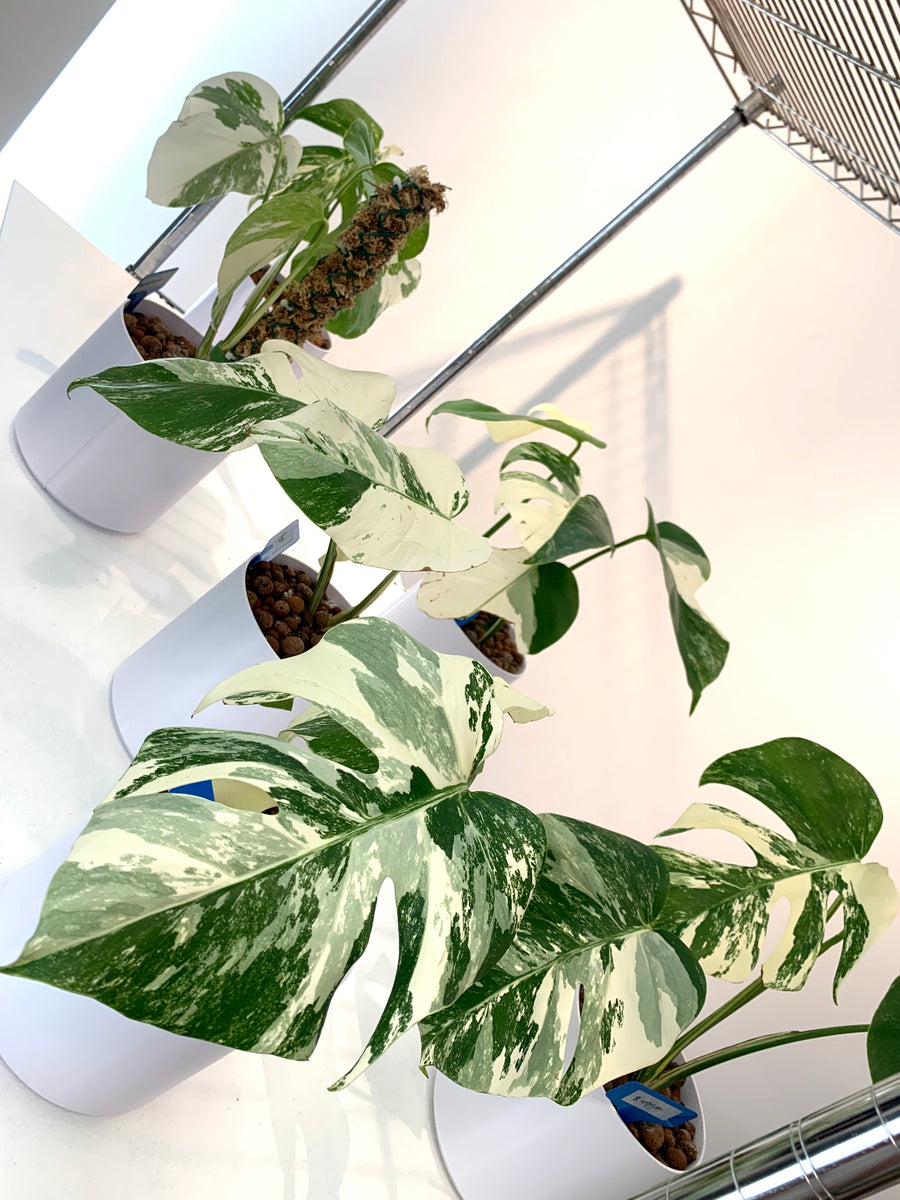 THE ALBO SHOW - SAN DIEGO - FALL 2023 – Pretty in Green