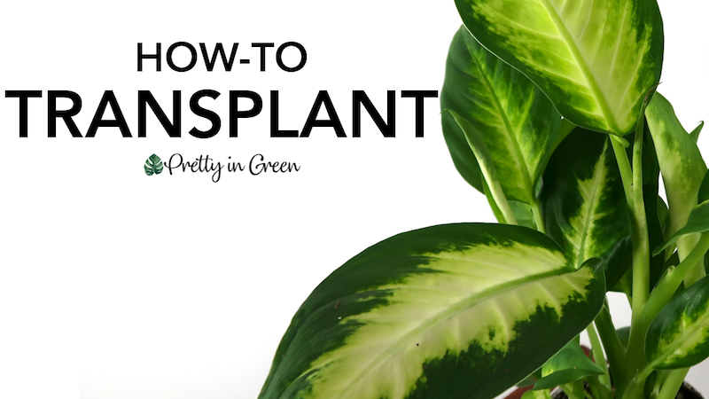 Transplanting | Houseplant How-to Blog – Pretty in Green