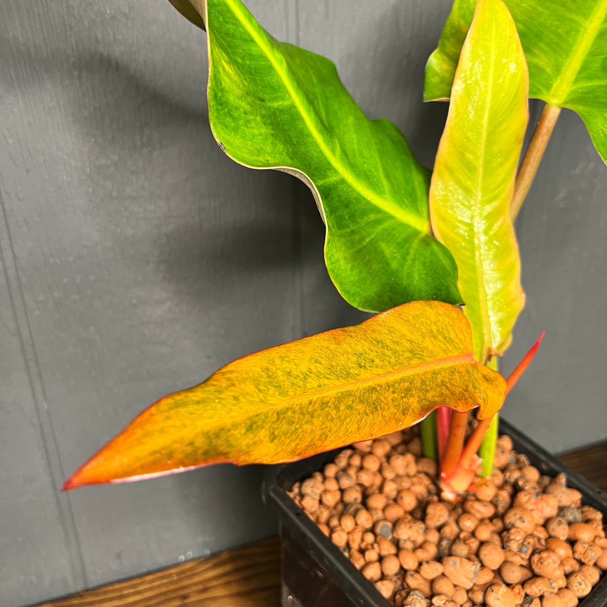 Philodendron Quad Color / PHILO ORANGE MARMALADE – Pretty in Green